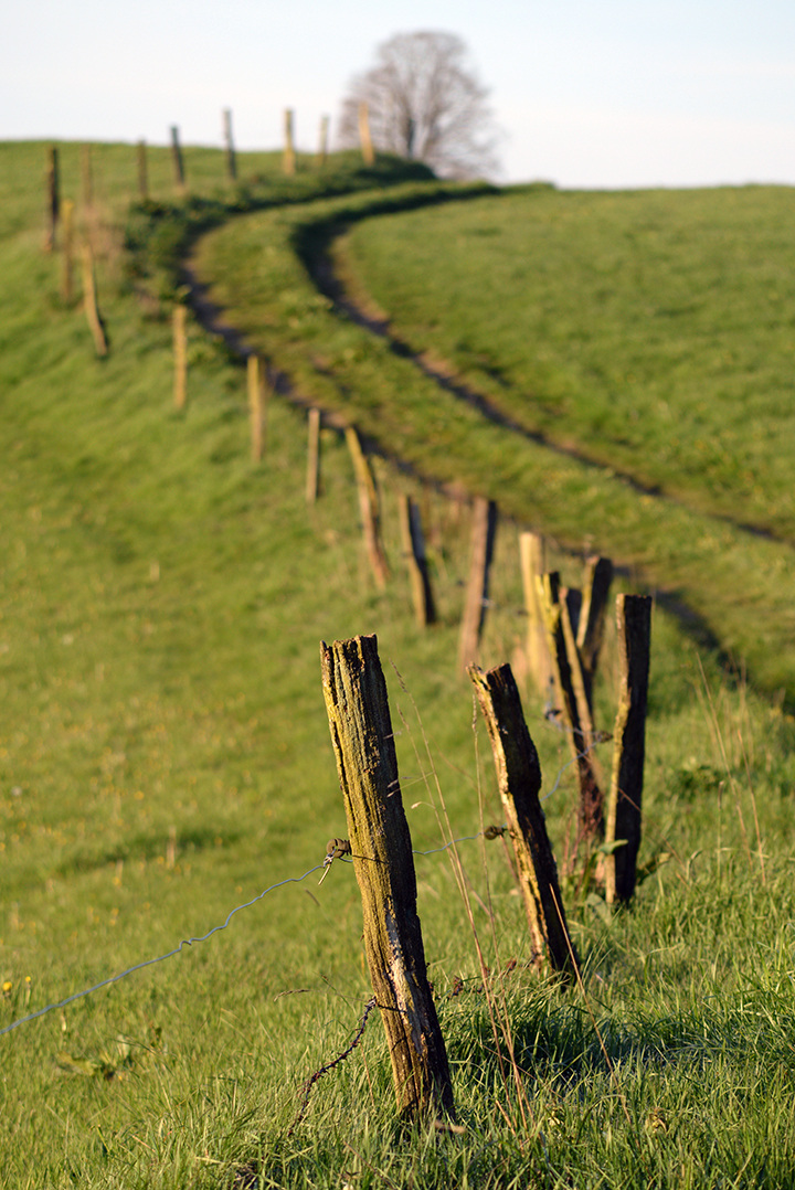 Bild: Feldweg | Find das Bild