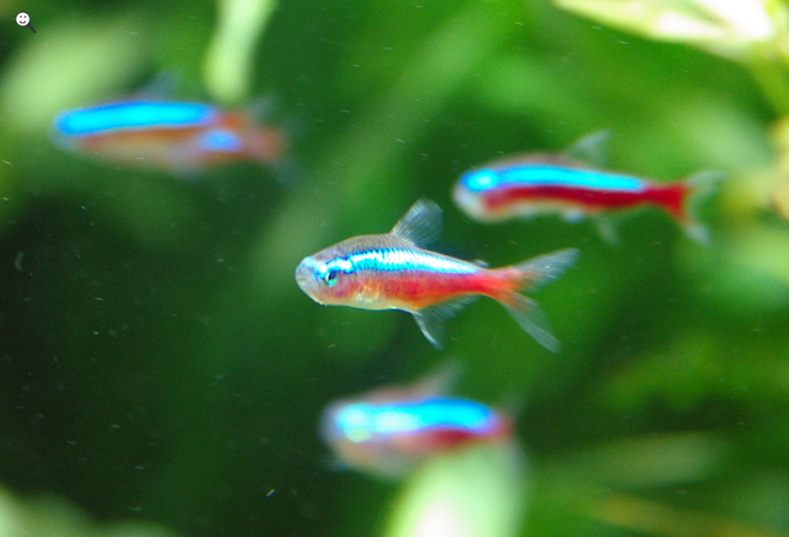 Bild: Neonfische, auch Neonsalmler genannt (Allwetterzoo Münster ...