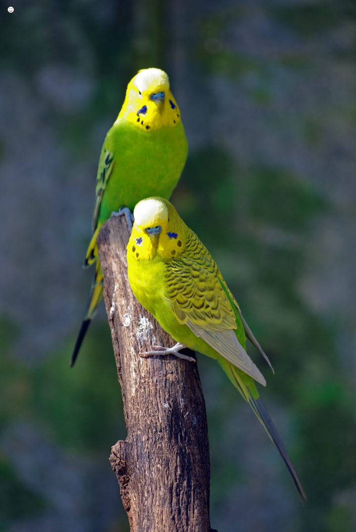 Bild: Wellensittiche (Tierpark Bochum) | Find das Bild
