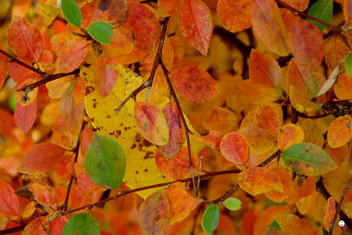 Bild: Bunte Blätter im Herbst - find-das-bild.de