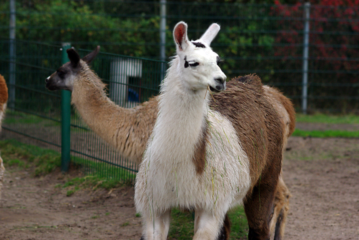 Bild: Lamas (Thüler Tierpark) | Find das Bild